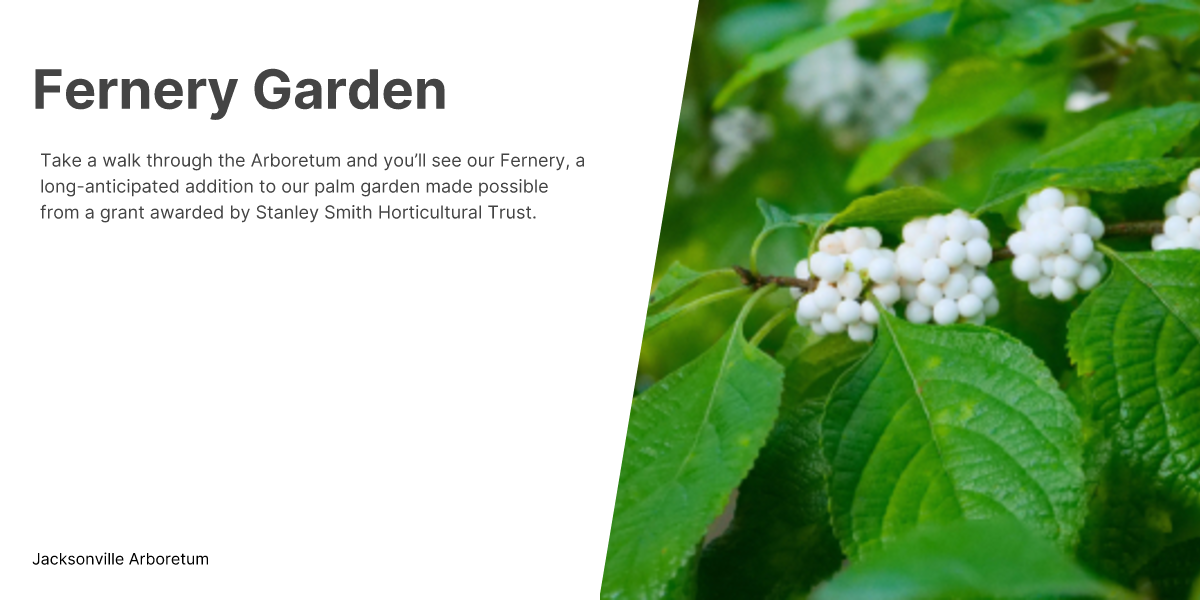 Fernery Garden | Jacksonville Arboretum
