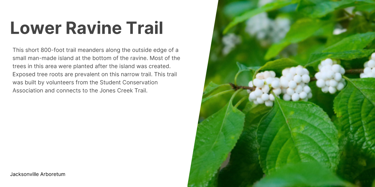 Lower Ravine Trail | Jacksonville Arboretum